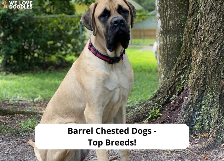 Barrel Chested Dogs – Top 13 Breeds!