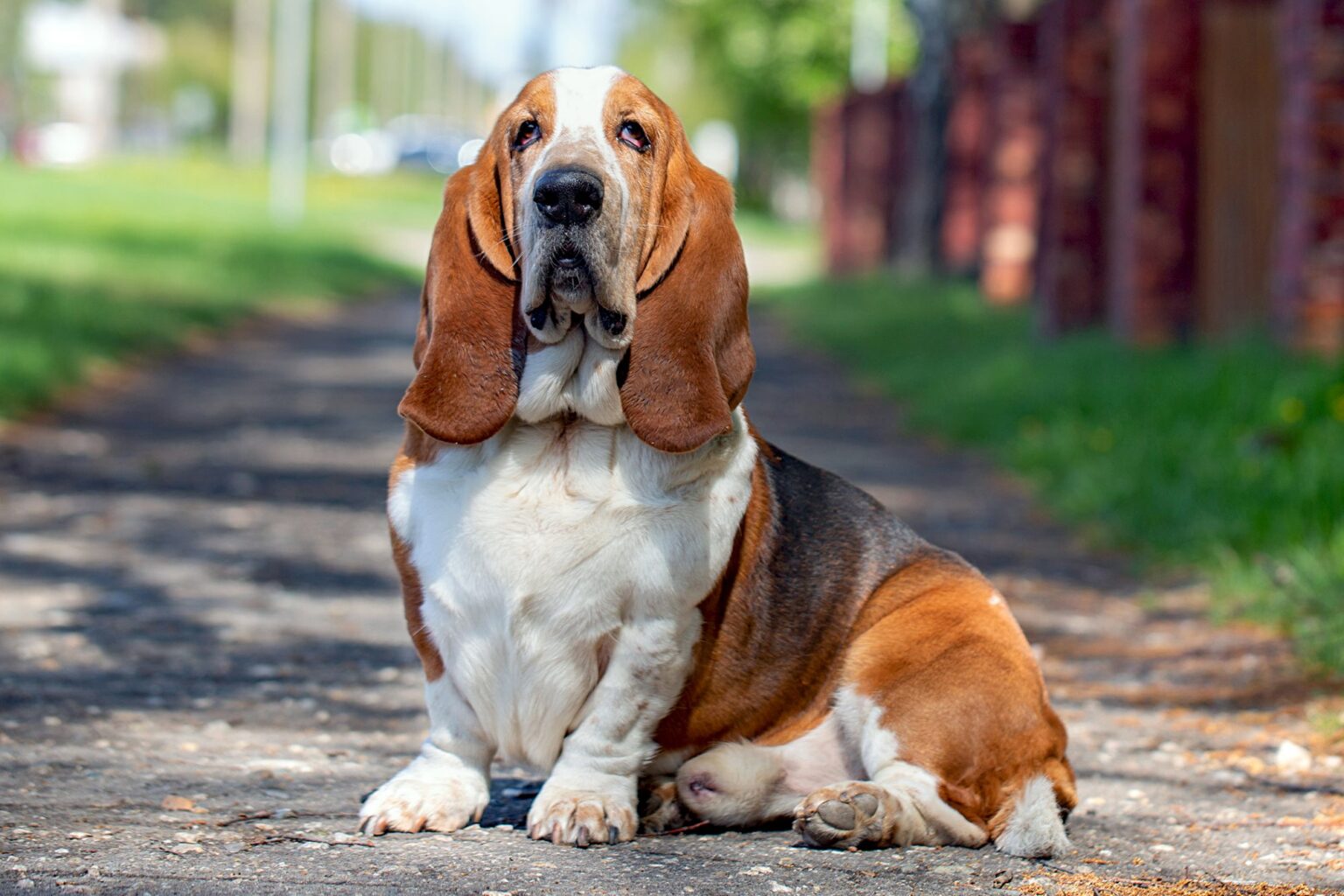 Dog Breeds with Brown Noses: Top 11 Breeds! - We Love Doodles
