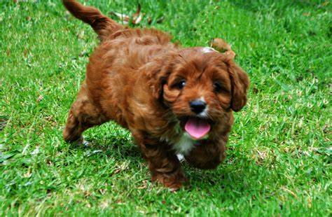 5 Best Cavoodle Breeders in Australia!