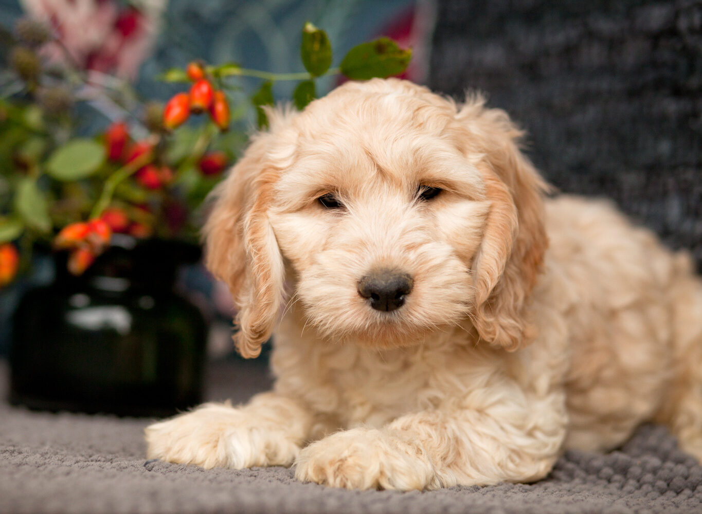 The 5 Best Cockapoo Breeders in Essex! - We Love Doodles