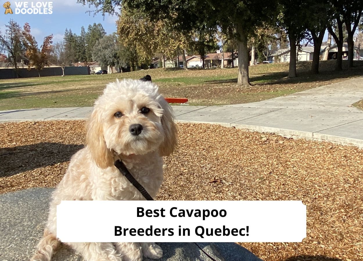 10 Best Cavapoo Breeders in Quebec! - We Love Doodles