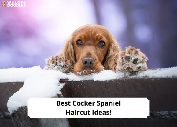 12 Best Cocker Spaniel Haircut Ideas - With Pictures! - We Love Doodles