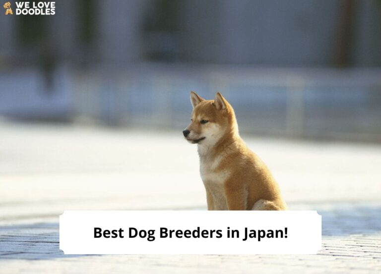 4 Best Dog Breeders in Japan! - We Love Doodles