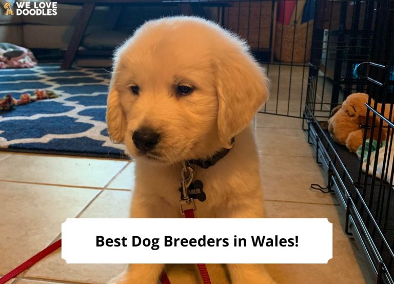 7 Best Dog Breeders in Wales! - We Love Doodles