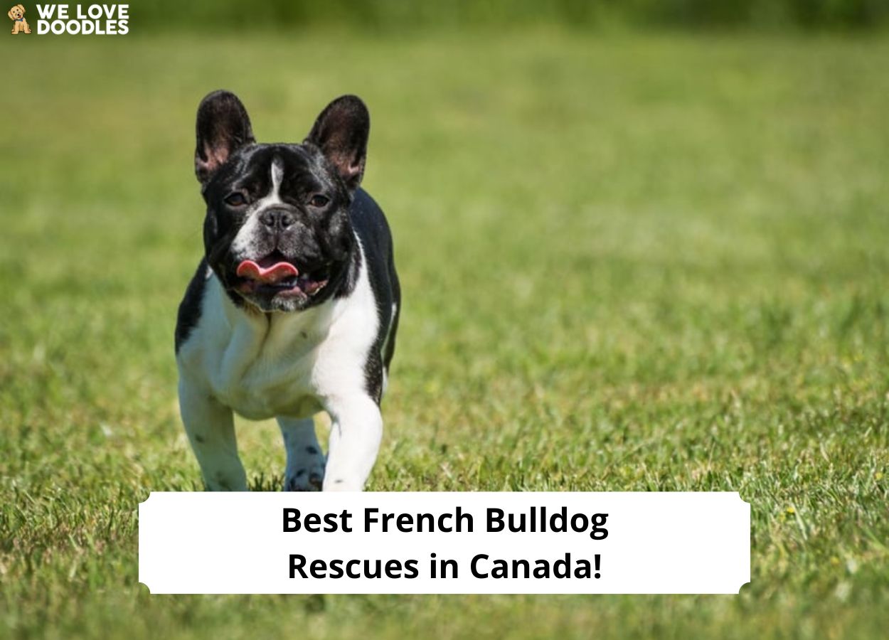 6 Best French Bulldog Rescues in Canada! (2024) - We Love Doodles