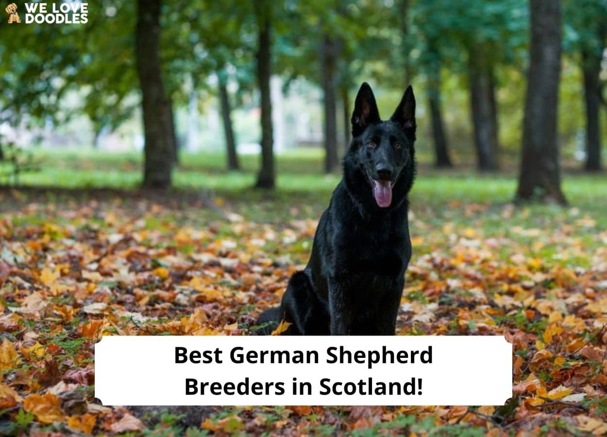 4 Best German Shepherd Breeders in Scotland! - We Love Doodles
