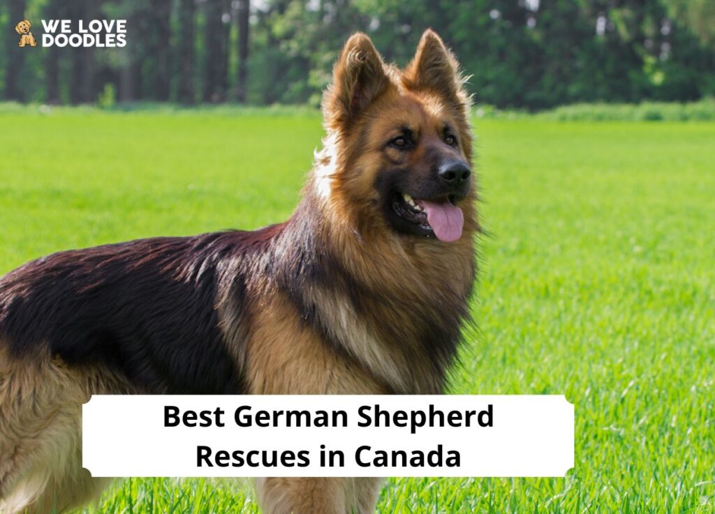 6 Best German Shepherd Rescues in Canada! (2024) - We Love Doodles