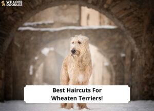 10 Best Haircuts for Wheaten Terriers – With Pictures!
