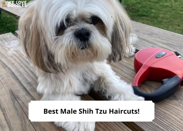7 Best Male Shih Tzu Haircuts – With Pictures!