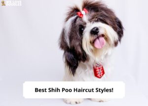 11 Best Shih Poo Haircut Styles - With Pictures! - We Love Doodles