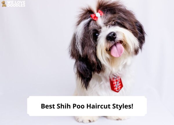 11 Best Shih Poo Haircut Styles With Pictures We Love Doodles