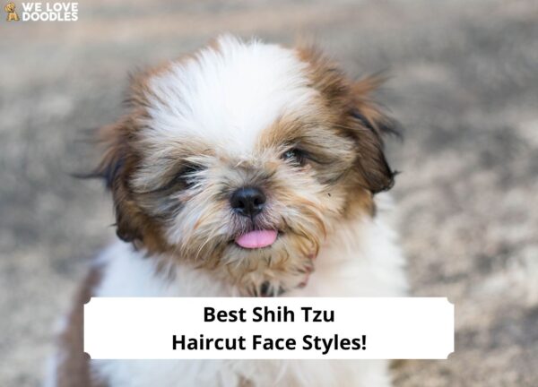 8 Best Shih Tzu Haircut Face Styles + How to Groom Their Face! (2024) - We Love Doodles