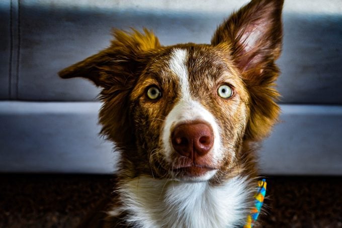 7 Best Dog Rescues in Saskatchewan! (2024) - We Love Doodles