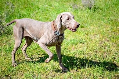 Are Weimaraners Protective? (A Gentle and Protective Breed) (2024) - We ...