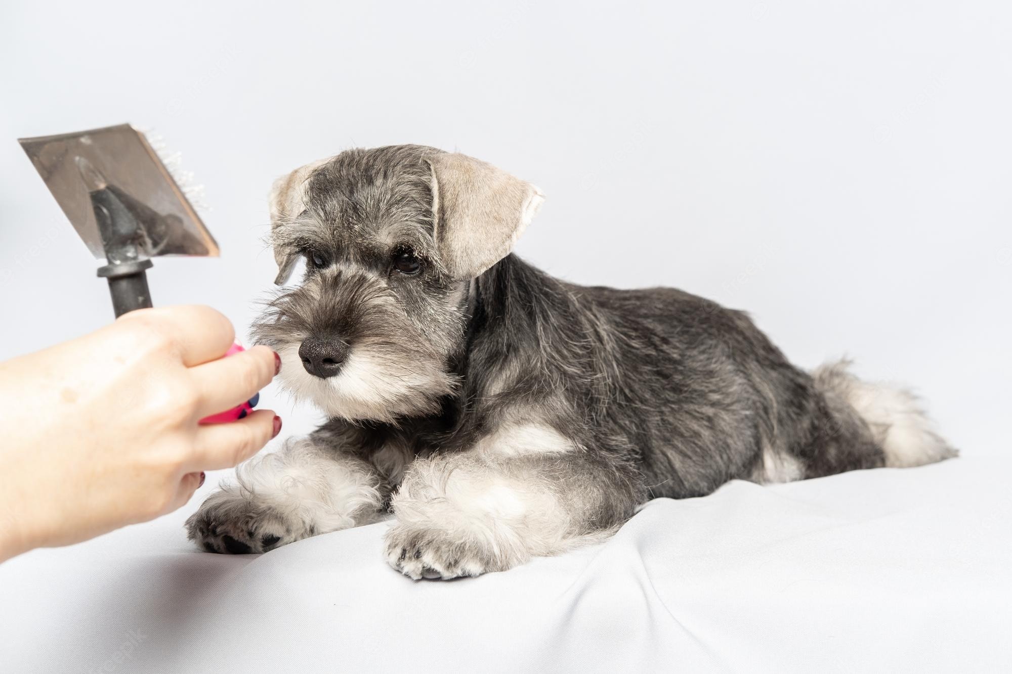 11 Best Schnauzer Haircut Ideas [With Pictures]!