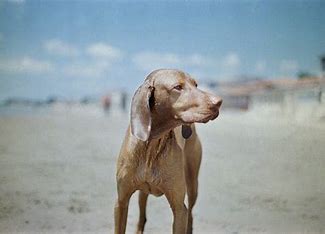 Vizslapoo Guide: The Smart and Active Dog Breed! - We Love Doodles