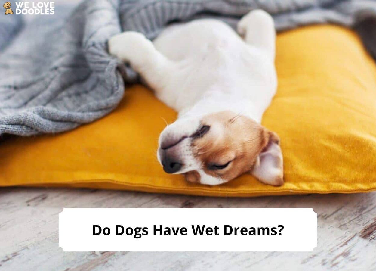 Do Dogs Have Wet Dreams? Can Dogs Have Wet Dreams? (2024) - We Love Doodles