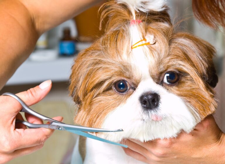 11 Best Shih Poo Haircut Styles – With Pictures!