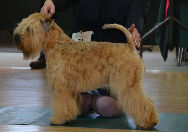 10 Best Haircuts for Wheaten Terriers – With Pictures!