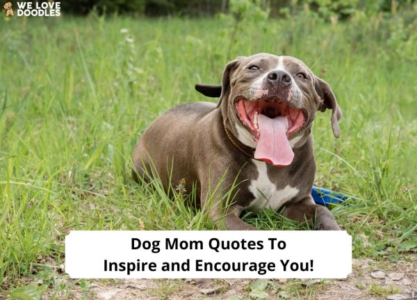97 Dog Mom Quotes to Inspire and Encourage You! - We Love Doodles