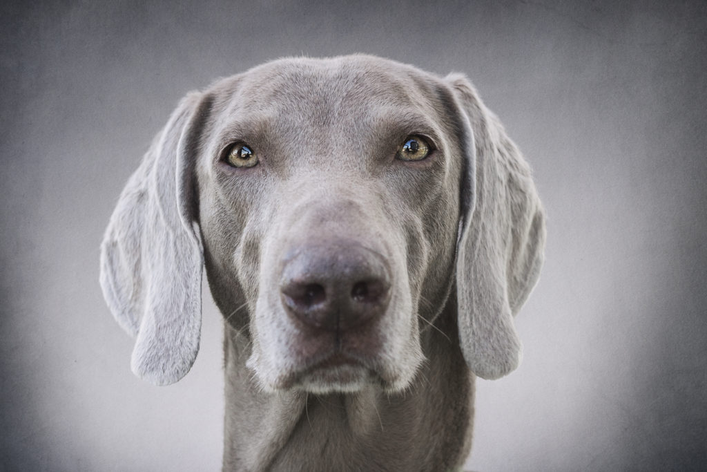 How To Help Your Overweight Weimaraner! (For Beginners) - We Love Doodles