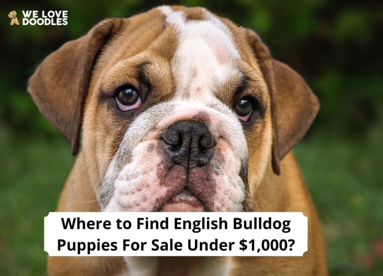 Where to Find English Bulldog Puppies For Sale Under $1,000? - We Love ...