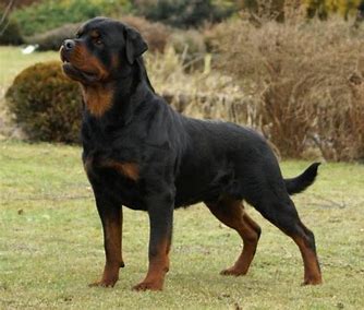 6 Best Rottweiler Breeders in Ontario! - We Love Doodles