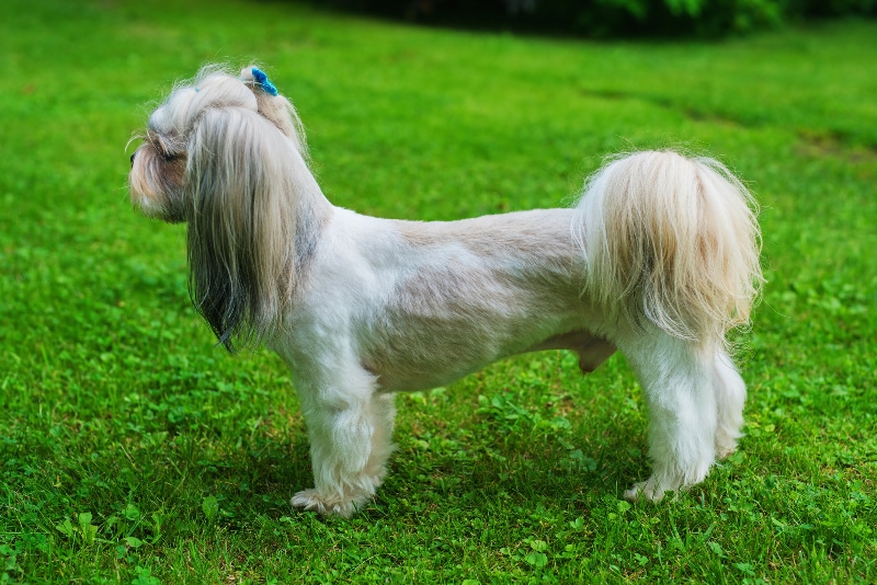 11 Best Shih Poo Haircut Styles - With Pictures! - We Love Doodles