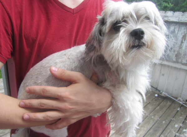 10 Best Coton de Tulear Haircuts - With Pictures! - We Love Doodles