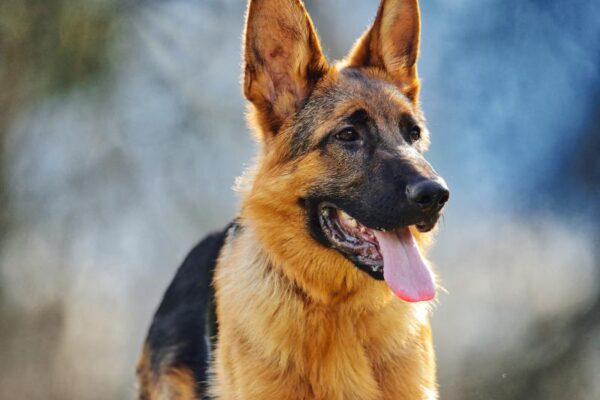 Barrel Chested Dogs - Top 13 Breeds! - We Love Doodles