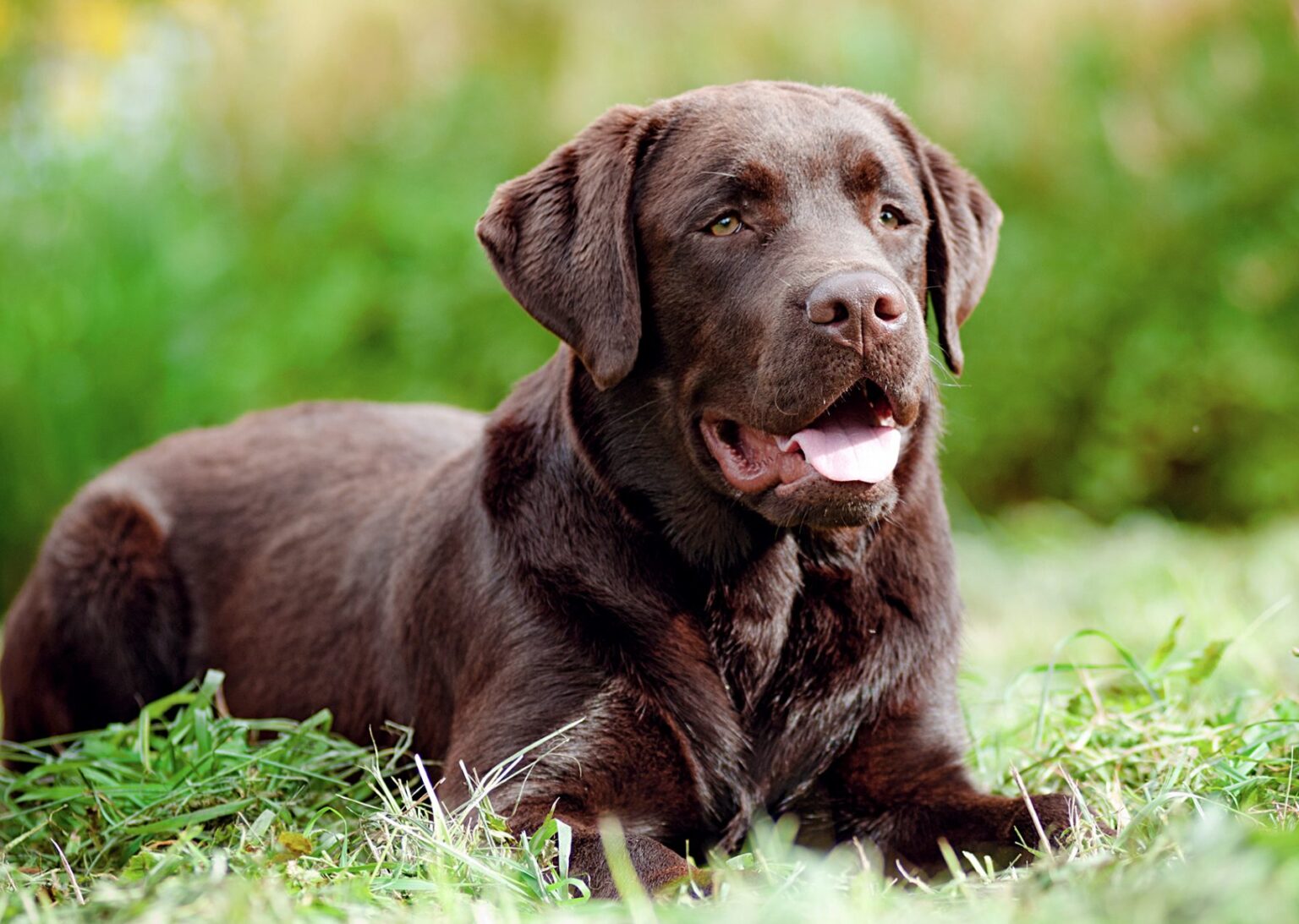 7 Best Labrador Breeders in Queensland! - We Love Doodles
