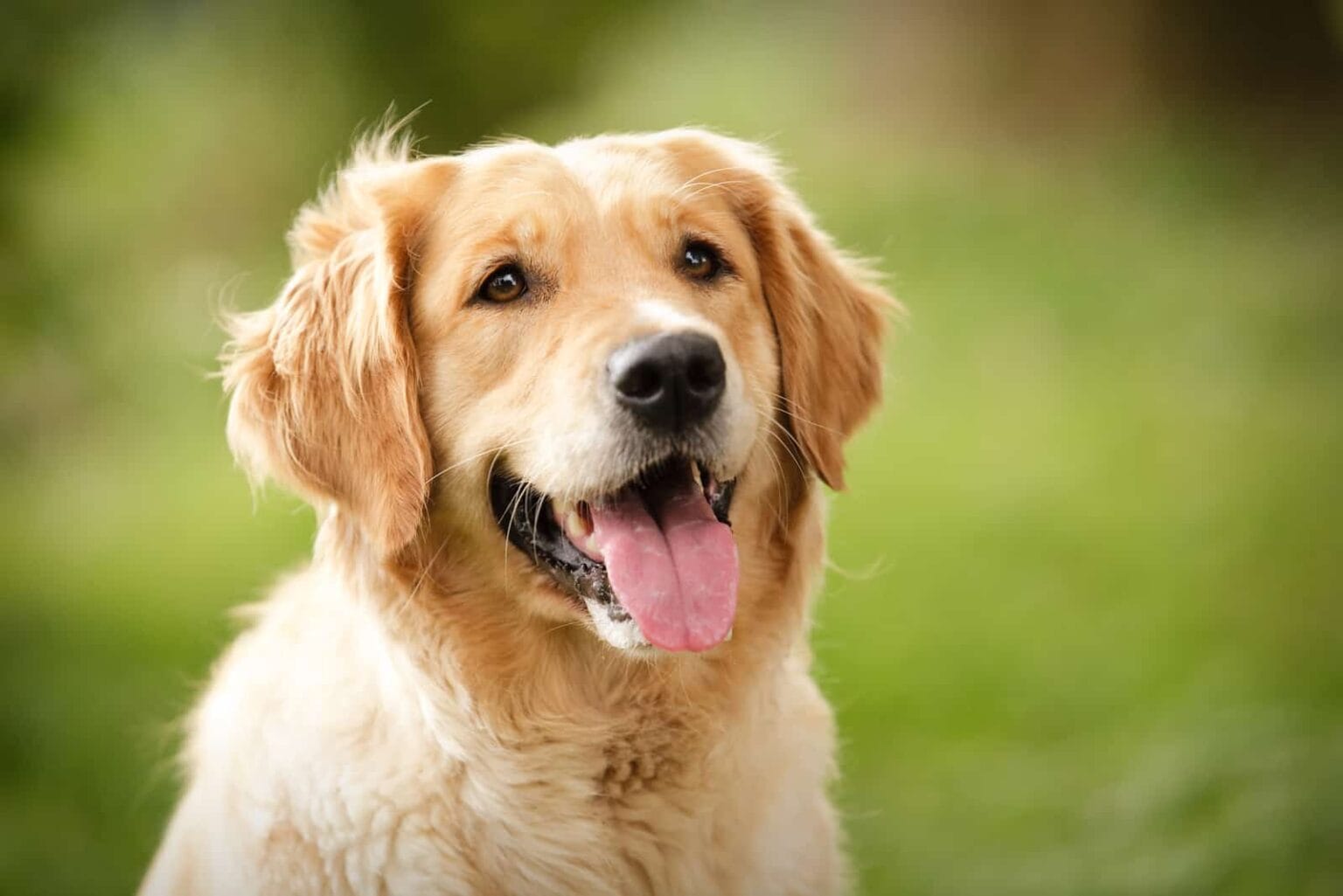 6 Best Golden Retriever Rescues in Alberta! - We Love Doodles