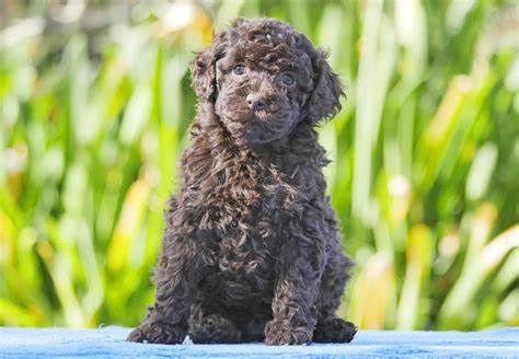 4 Best Groodle Breeders in Victoria! - We Love Doodles