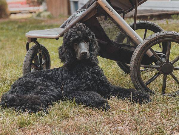 The 5 Best Standard Poodle Breeders in Vancouver! - We Love Doodles