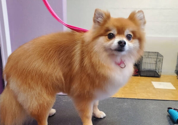 Fox Pomeranian Haircut - Step by Step Guide! - We Love Doodles