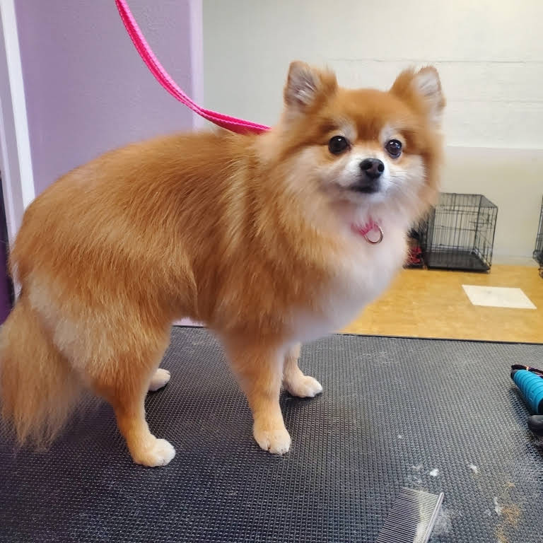 Fox Pomeranian Haircut – Step by Step Guide!