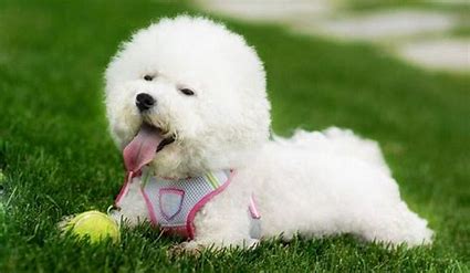 The 4 Best Bichon Frise Breeders in Ontario! (2024) - We Love Doodles