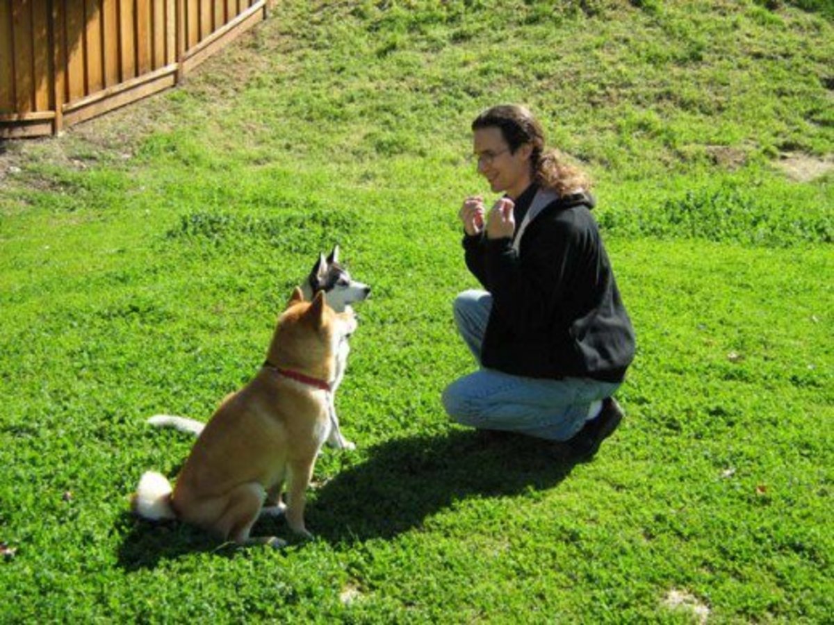 Why Does My Dog Slap Me in the Face? Common Causes and How to Stop It ...