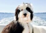 Sheepadoodle Grooming Guide – Step By Step with Pictures!