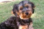 Yorkie Poo Price Guide: What To Expect From a Breeder! - We Love Doodles