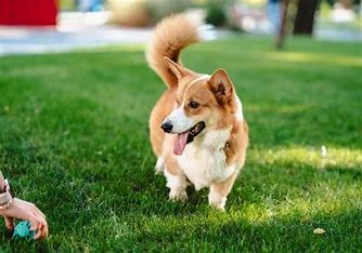 6 Best Corgi Breeders in Ontario!