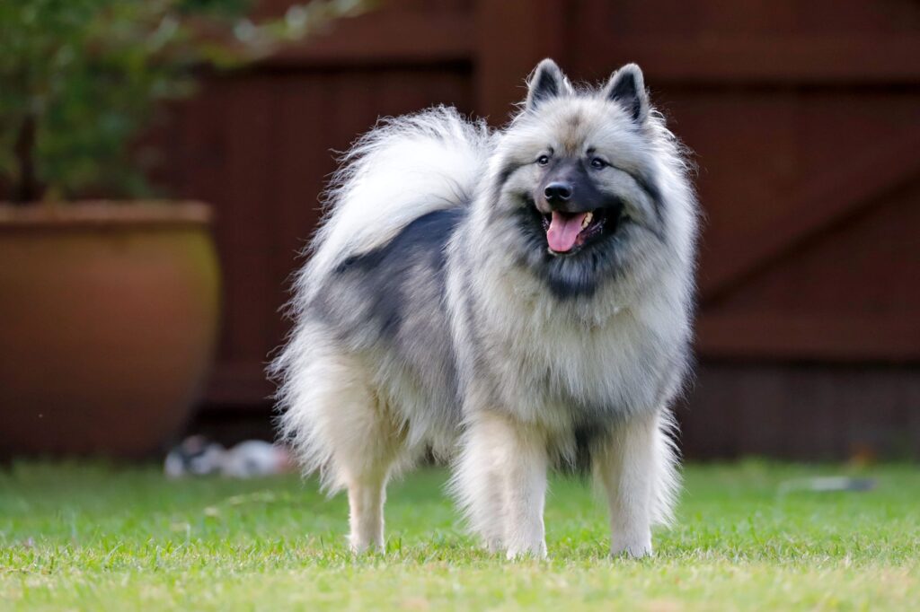 Barrel Chested Dogs - Top 13 Breeds! - We Love Doodles