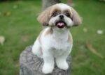11 Best Shih Poo Haircut Styles - With Pictures! - We Love Doodles
