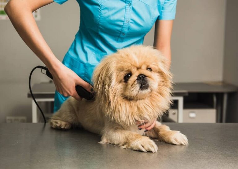 11 Best Shih Poo Haircut Styles - With Pictures! - We Love Doodles