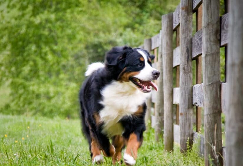 13 Best Bernese Mountain Dog Haircut Styles - With Pictures! - We Love ...