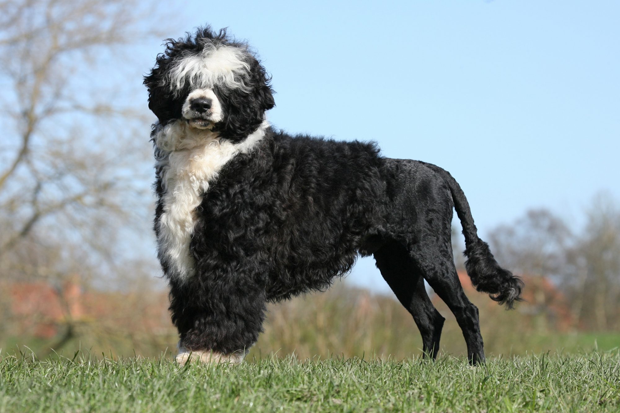 6 Best Portuguese Water Dog Haircut Styles – With Pictures!