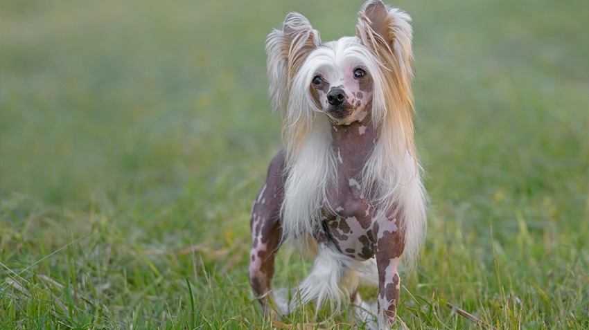 9 Best Chinese Crested Haircut Ideas - With Pictures! (2024) - We Love ...