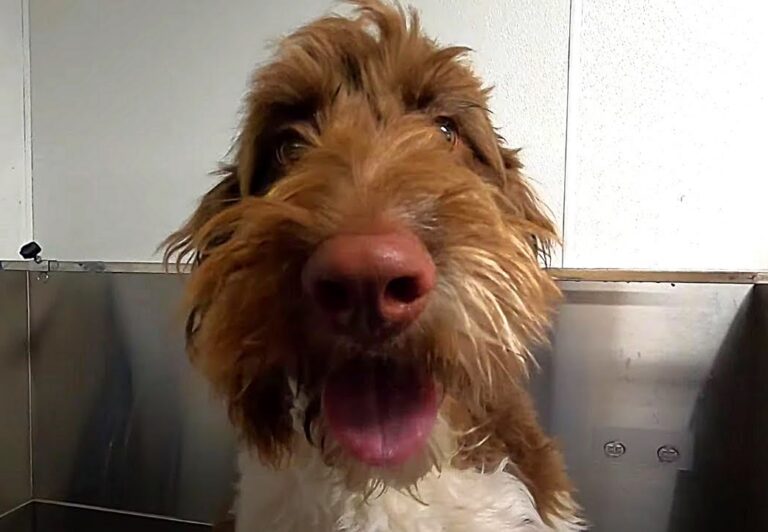 10 Best Haircuts for Wheaten Terriers – With Pictures!