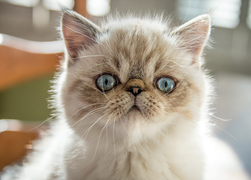 The 6 Best Cat Breeders in Toronto! - We Love Doodles
