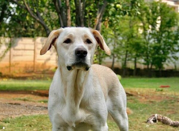 7 Best Dog Rescues in Saskatchewan! (2024) - We Love Doodles